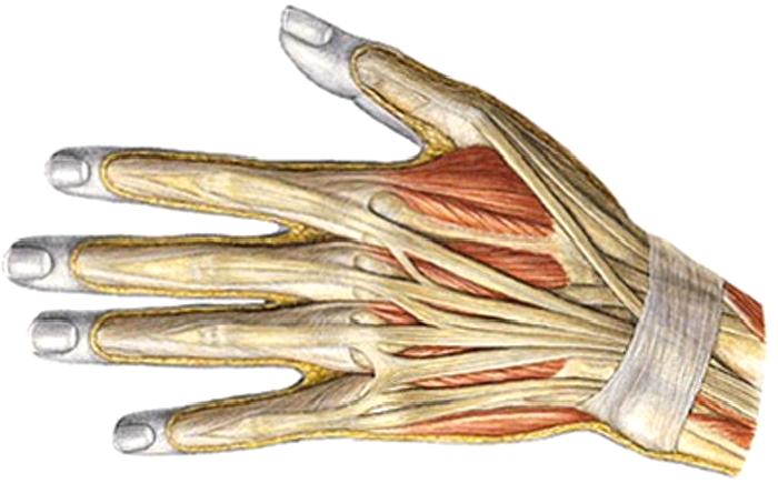 El Tendon Yaralanmaları ve Tedavileri | Birinci REHBER